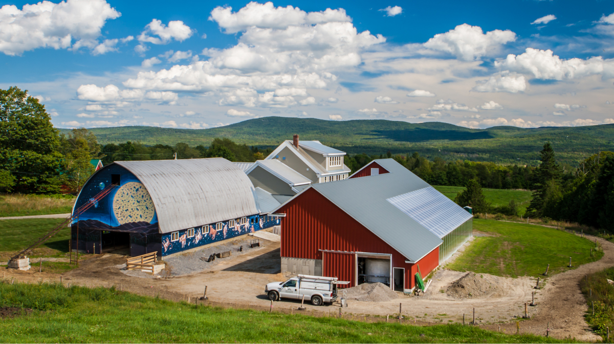 Jasper Hill Farm Harbison – a gooey, floral, piney cheese | Murray's Cheese