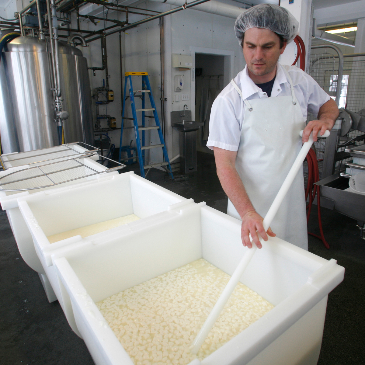 Jasper Hill Farm Harbison – a gooey, floral, piney cheese | Murray's Cheese