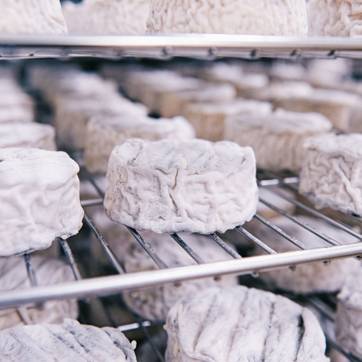 Vermont Creamery Bijou – sweet, yeasty goat's milk cheese | Murray's Cheese