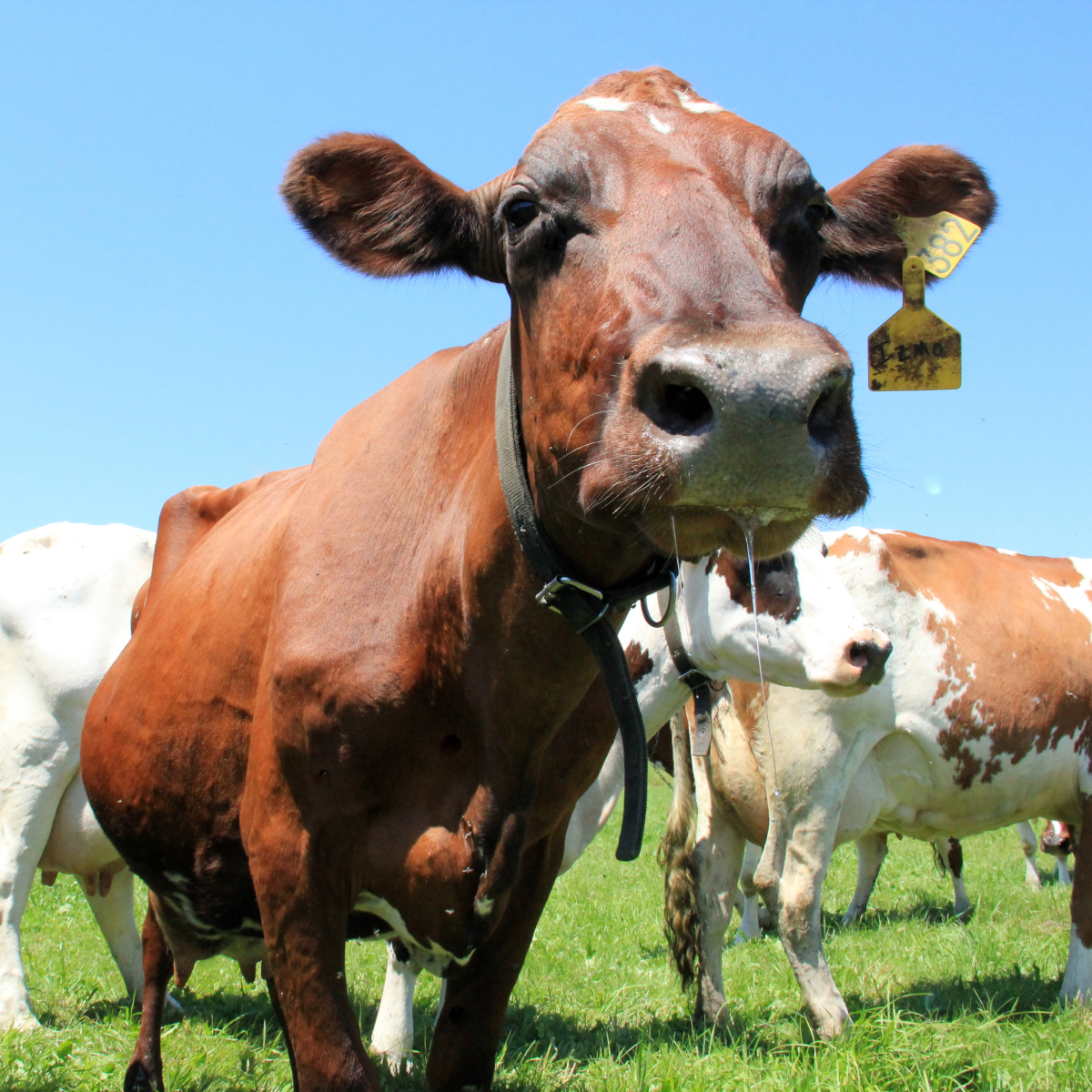 Jasper Hill Farm Harbison – a gooey, floral, piney cheese | Murray's Cheese